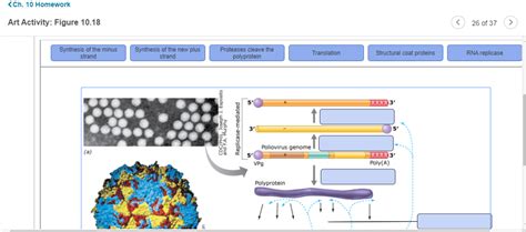 Solved Poliovirus Particles Have An Rna Genome As Such