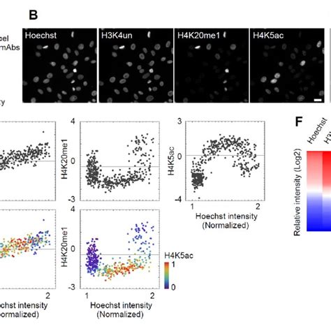 Detection Of Histone Modification Levels During The Cell Cycle In Download Scientific Diagram