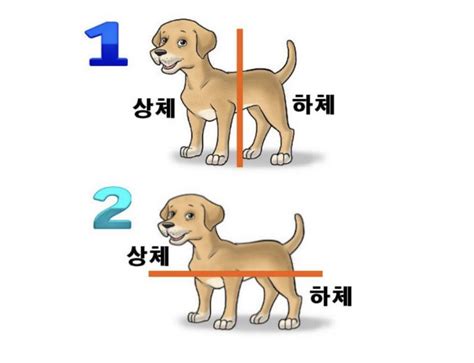 강아지 상체하체 논란 종결시킨 뉴진스 하니 인스티즈instiz 이슈 카테고리
