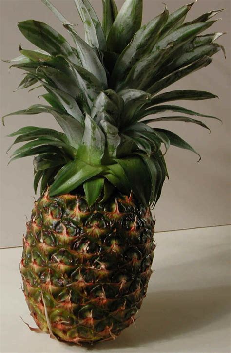 Pineapple Ingredients Descriptions And Photos An All