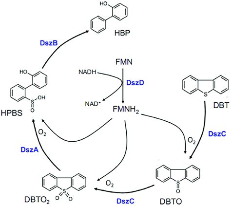 4s Pathway Of Biodesulfurization Of Dibenzothiophene Dbt Four