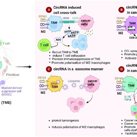 Circular Rnas Circrnas Regulate Macrophage Polarization To Promote