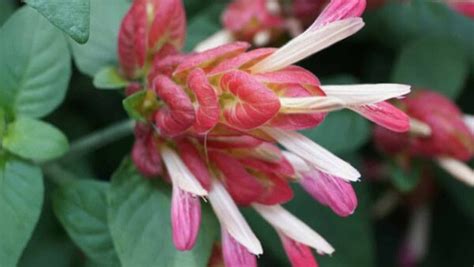 How To Grow And Care For A Shrimp Plant Complete Guide