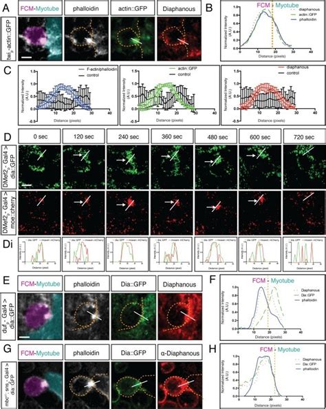 Gfp Antibody Monoclonal 3e6