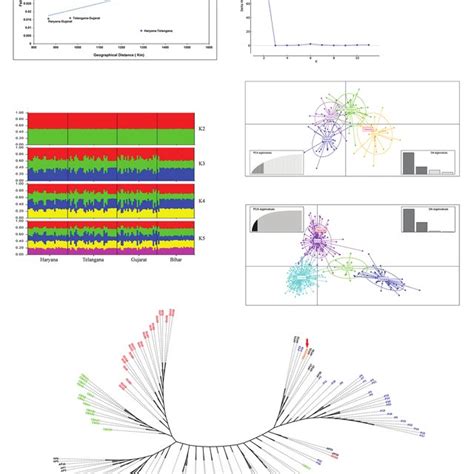 Population Structure A Graph Showing Correlation Between Pairwise Download Scientific