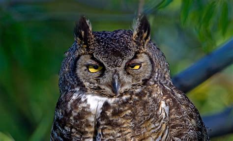 Bird Classifier Ai Powered Free Bird Species Recognition Application