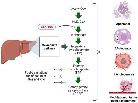 The Molecular Processes Underlying Statin Anti Cancer Effects In Liver Download Scientific
