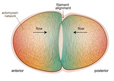 Cortical Flows Align Filaments To Form The Contractile Ring For Download Scientific Diagram