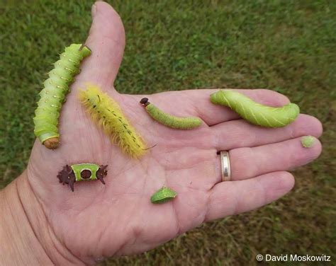Caterpillar Insect