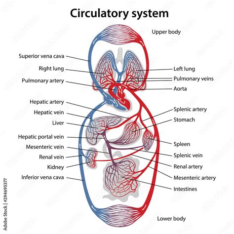 Circulatory System Diagram Of A Hand System Circulatory Card