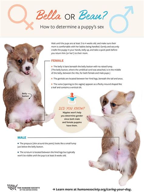 Fact Sheet How To Determine A Puppys Sex Humanepro By Humane World