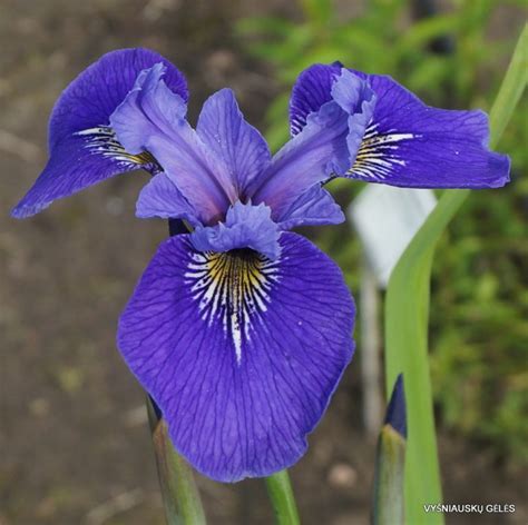 iris setosa × iris virginica ‘north to south‘ vyšniauskų gėlės