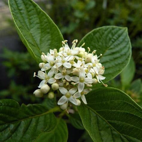 Дерен отпрысковый Флавирамеа (Flaviramea)