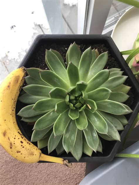 Banana For Scale Album On Imgur