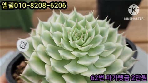 엘림다육 아메스트로금 마릴린금 예쁜금다육 Youtube