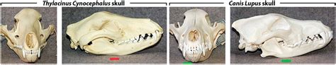 Placental Versus Marsupial A Tale Of Two ‘wolves