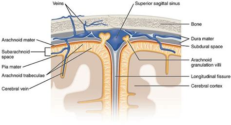 What Is The Difference Between Cranial And Spinal Meninges Pediaa Com