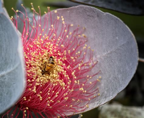 Eucalyptus Macrocarpa Australian Free Photo On Pixabay