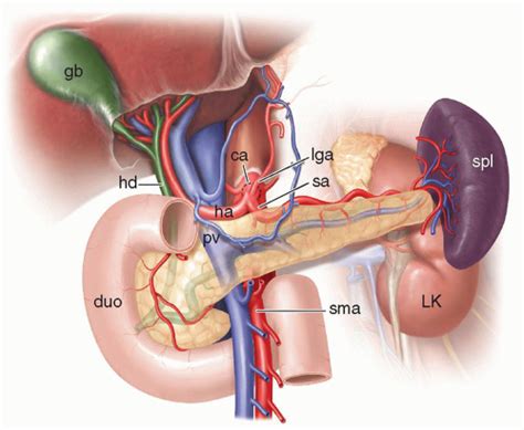 The Pancreas Radiology Key