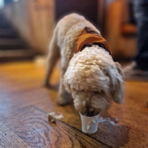 Cockapoo Cafe 2022 Dog Friendly Travels In The Uk