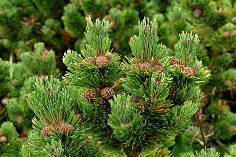 Baum Kiefer Latsche - Kostenloses Foto auf Pixabay - Pixabay