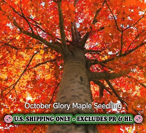 October Glory Maple Live Plant 25” Or Quart Pot Plant Ready To