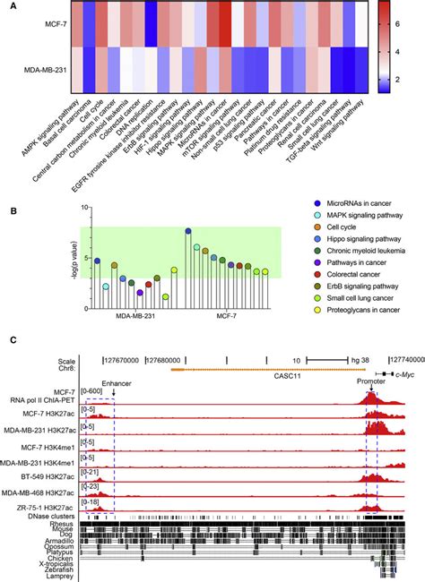 Discovery Of The Active Oncogenic Enhancer For C Myc In Er Breast Download Scientific Diagram