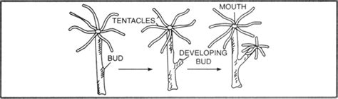 How To Draw Budding In Hydra In Easy Way Ncert Class Vrogue Co