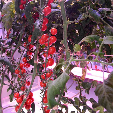 Supply Tomato Indoor Cultivation Vertical Hydroponic Module Wholesale
