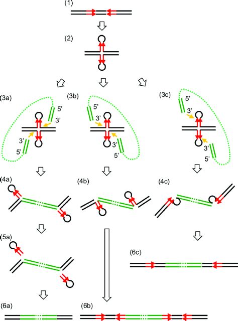 Replacement By Structure Dependent Transposition Rst Or Stem Loop