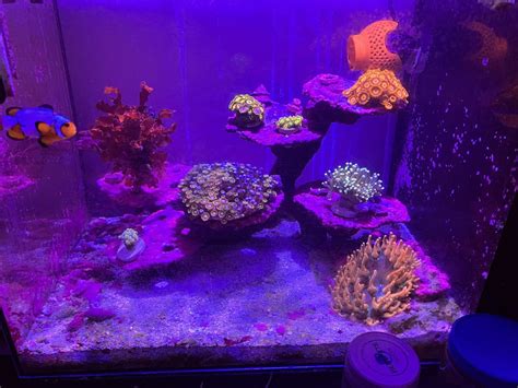 Nano Build Looking For Suggestions Calling Nano Pico Enthusiasts Reef2reef