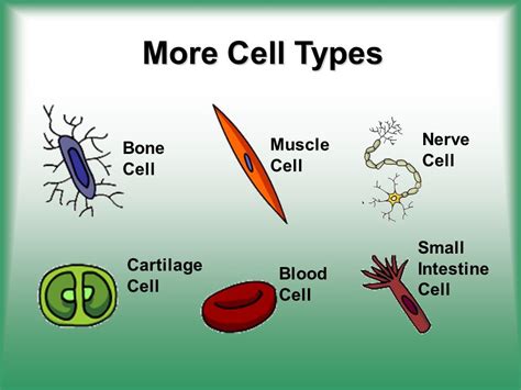 Cell Structure Function Ppt Video Online Download Structure And Function Cell Parts And