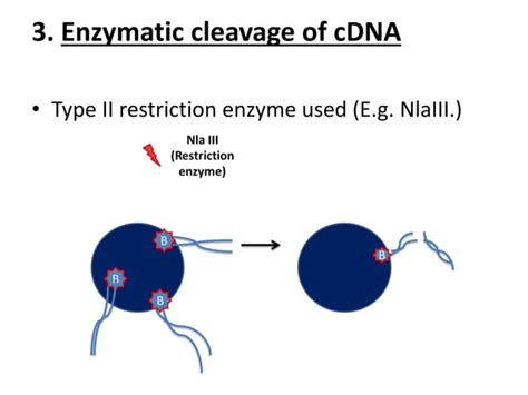 Functional Genomics Ppt