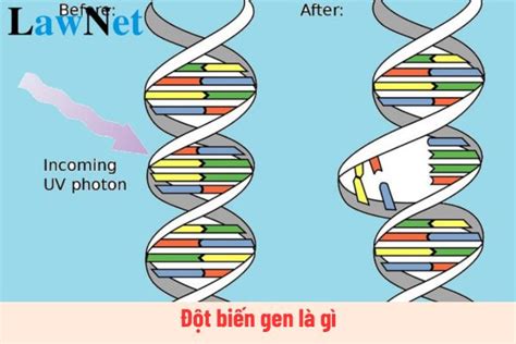 Đột Biến Gen Là Gì Đột Biến Gen được Học Trong Chương Trình Lớp Mấy