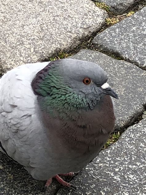 Pigeon A Day Submission Dismorts Tumblr Probably My Fav