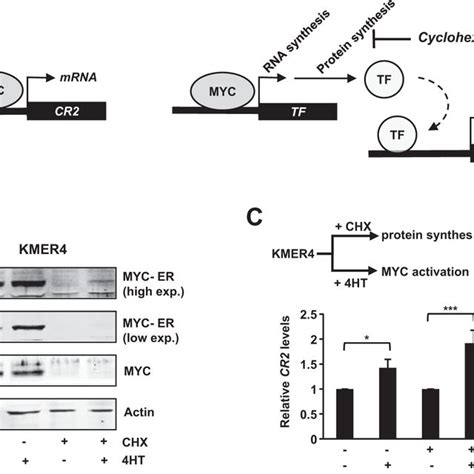 Binding Of Myc To The Promoter Of Cr2 A Schematic Representation Of Cr2 Download Scientific