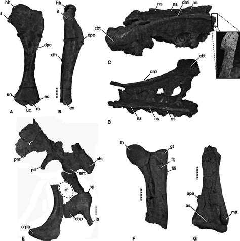 Diagnostic Features Of Segnosaurus Galbinensis A Cranial View Of Download Scientific