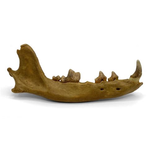 Fossils For Sale Fossils Rare Pleistocene Fossil Fox Jaw From Germany Vulpes Vulpes