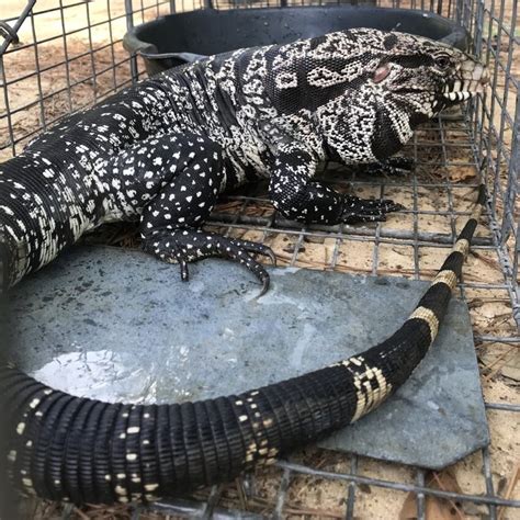 Invasion Alert Argentine Tegus Lizard Threatens Georgia Wildlife