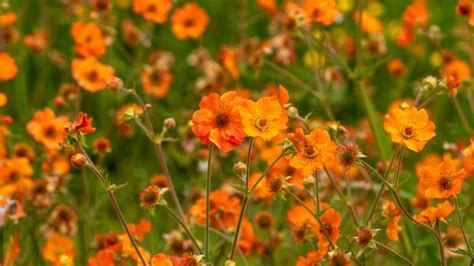 How To Plant Grow And Care For Geum Flowers