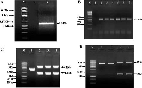 A Pcr B Colony Pcr C Restriction Enzyme Digestion Red Of Download Scientific Diagram