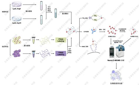 探索磷酸化修饰组学 从位点鉴定到功能分析 北京百泰派克生物科技有限公司