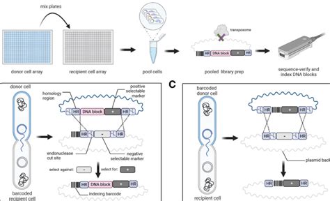 Arrayed In Vivo Barcoding For Multiplexed Seque