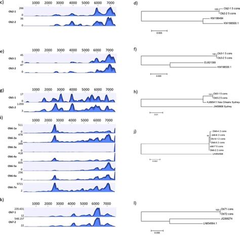 Genome Coverage And Phylogenetic Comparison Genome Coverages Are Shown