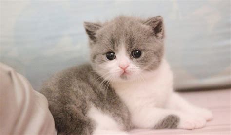 Top 200 ảnh Mèo Siêu Cute đáng Yêu Ngầu Nhất 2025