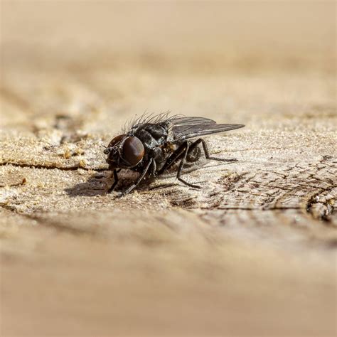 Young Fly Scrolller