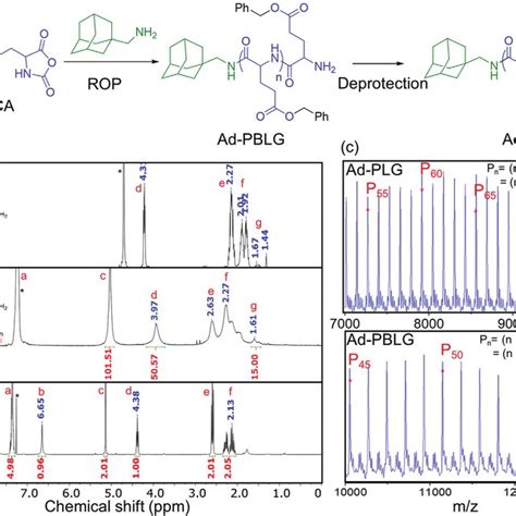 A Scheme For The Synthesis Of Ad Plg Rop Of The Monomer Blg Nca By