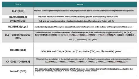 Strategies For Construction Of Recombinant Escherichia Coli Expression