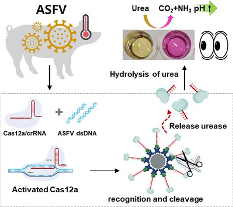 Crispr Cas Assisted Colorimetric Biosensor For Point Of Use Testing For African Swine Fever