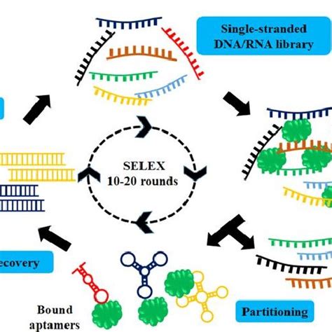 Simplified Figure Showing How Aptamer Based Biosensor Aptasensor May